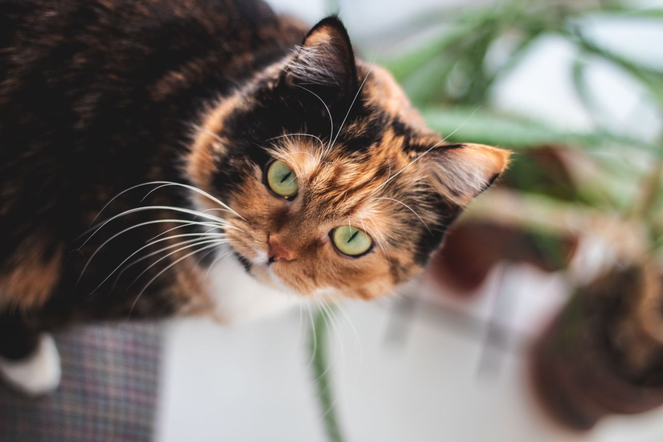 Bonding with Your Cat - Raintree Animal Hospital