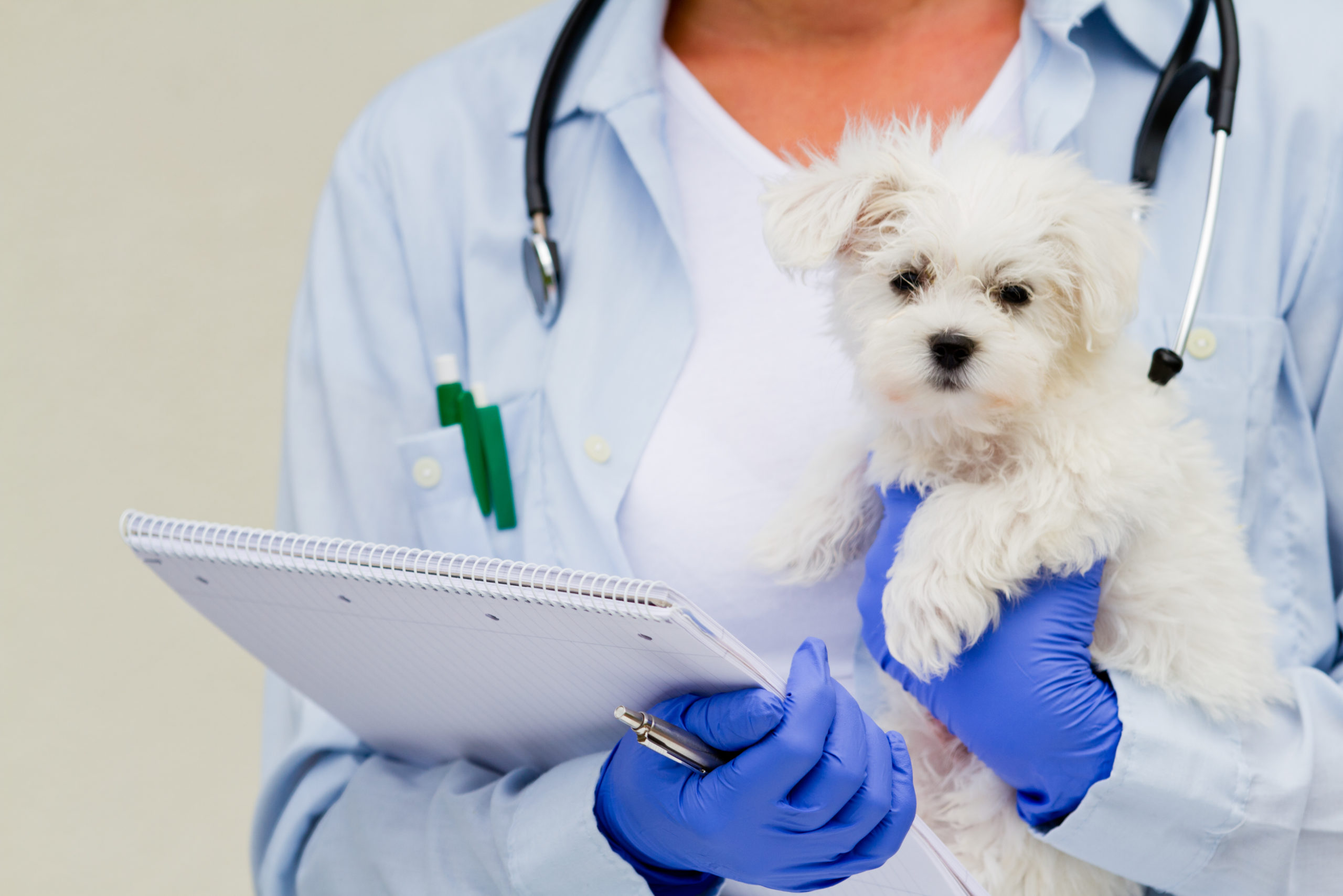 3 Facts About COVID-19 For Pet Owners - Raintree Animal Hospital