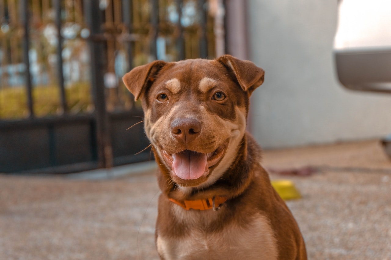 Our 3 Tips for Training with Positive Reinforcement - Raintree Animal ...