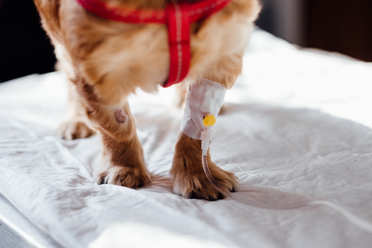 Pet Safety Under Anesthesia - Raintree Animal Hospital