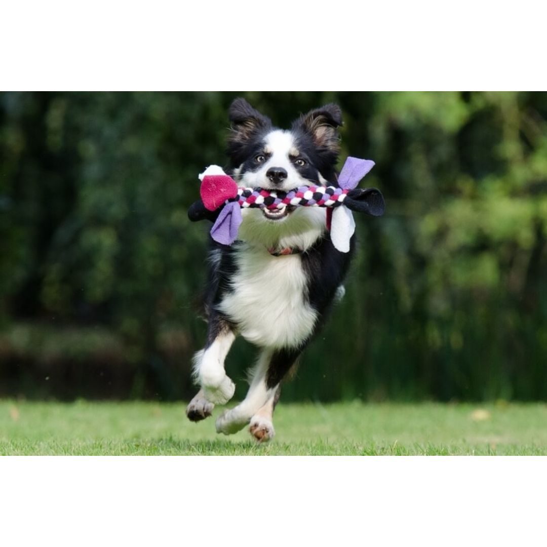 How To Keep Your Pet At A Healthy Weight - Raintree Animal Hospital