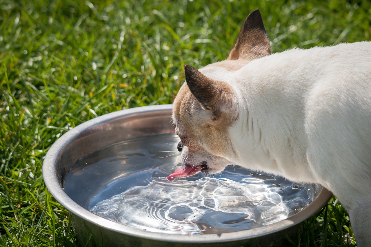 Pet Hydration 101: Are They Drinking Enough Water? - Raintree Animal ...